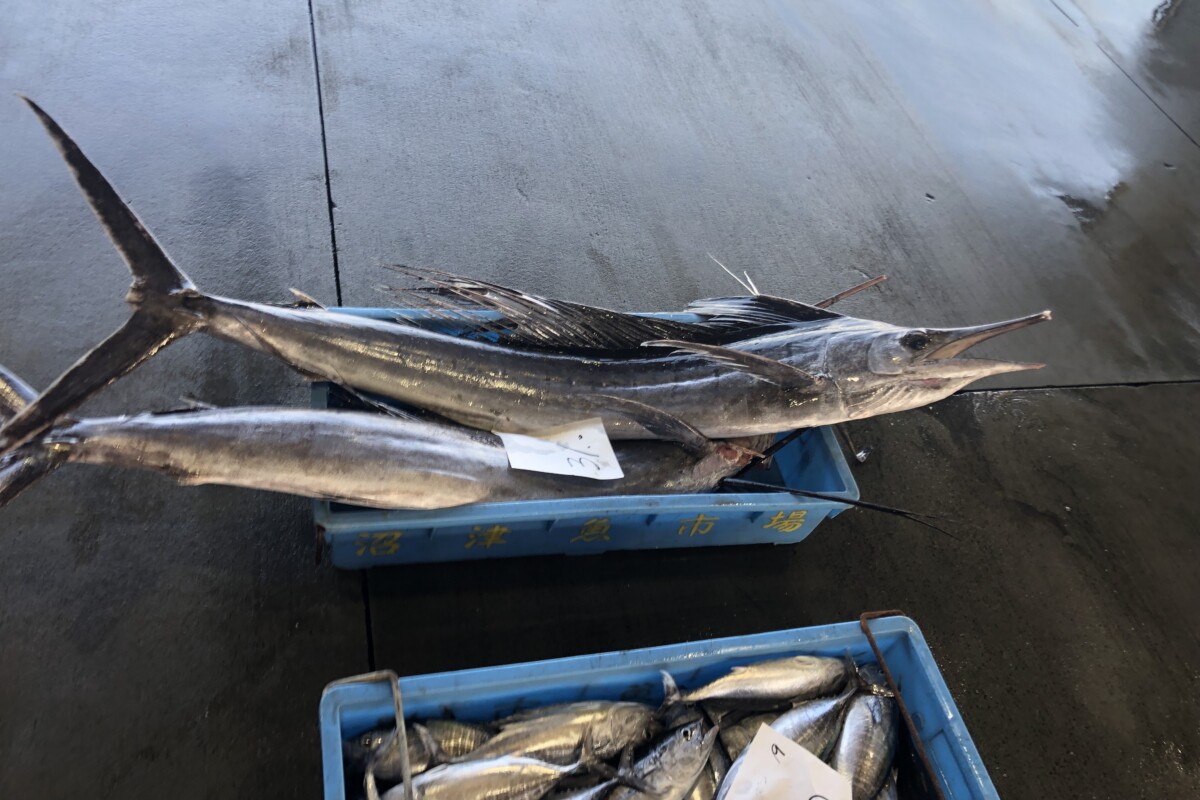 At Numazu Fish Market | 有限会社秋又水産