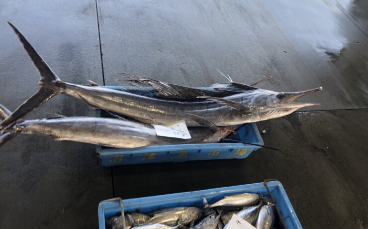 Post list for Fish | 有限会社秋又水産